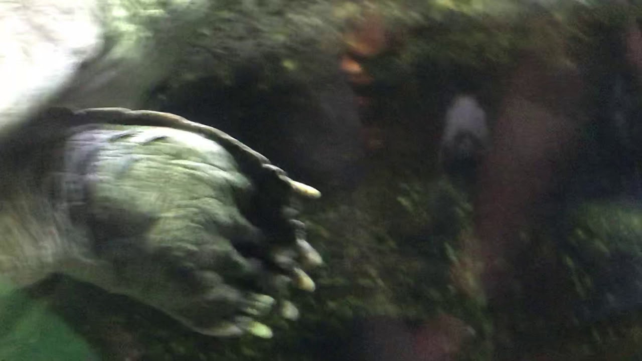 South American River Turtle at Detroit Zoo August 2018 - YouTube