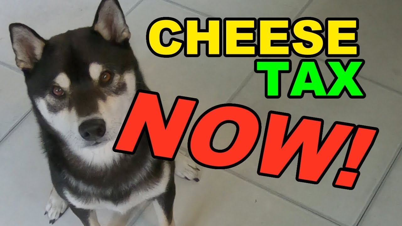 what happens when you DON'T pay the CHEESE TAX 🧀 💰🐕 - YouTube