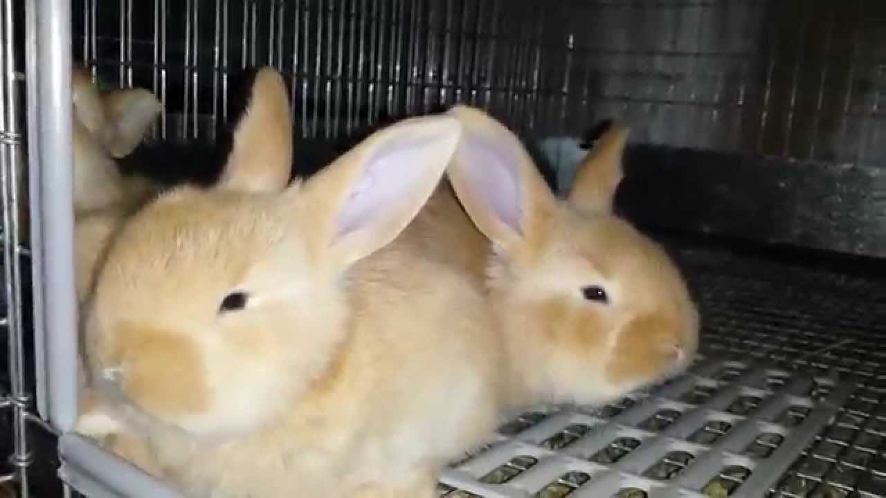3 Week Old Flemish Giant Babies - YouTube