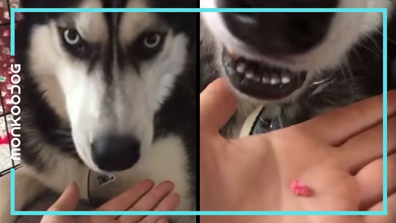 CAN'T fool a husky. The cutest and funniest Siberian husky dog moment ...
