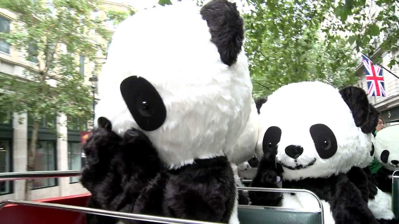Pandas on the bus - YouTube
