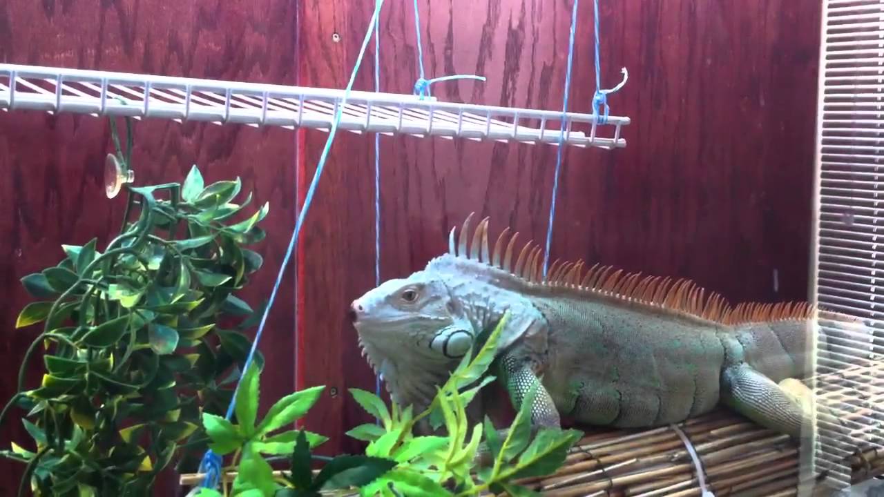 Carlos the Angry Iguana - YouTube