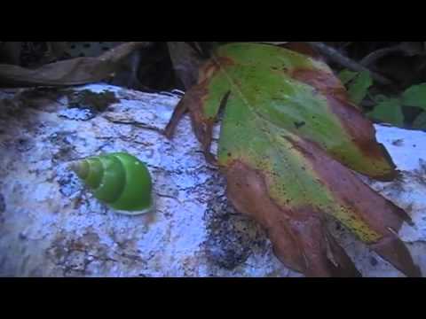 Manus Green Snail - YouTube