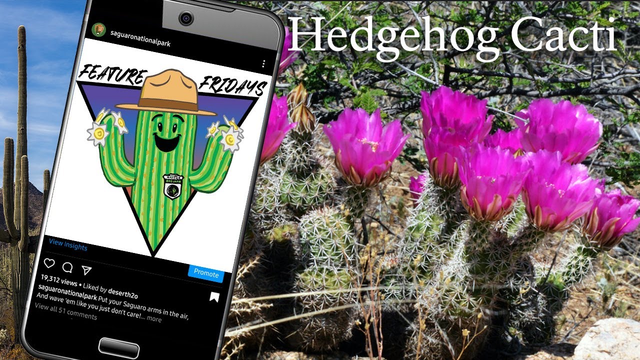 Feature Fridays - Hedgehog Cactus Flowers - YouTube