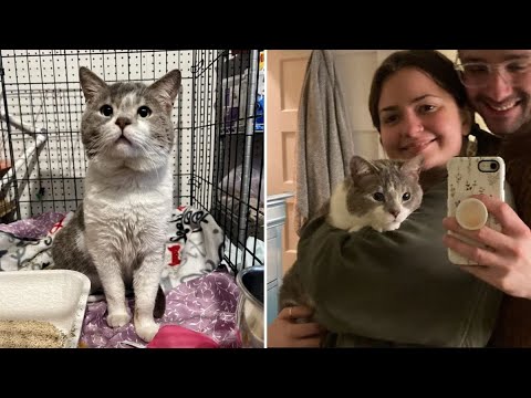 Cat Steps Into The Spotlight Of His Forever Home After Spending 8 Years ...