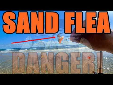 MONSTER Fish CRUSH Sand Fleas at the Beach! Pompano Fishing Corpus Christi Texas