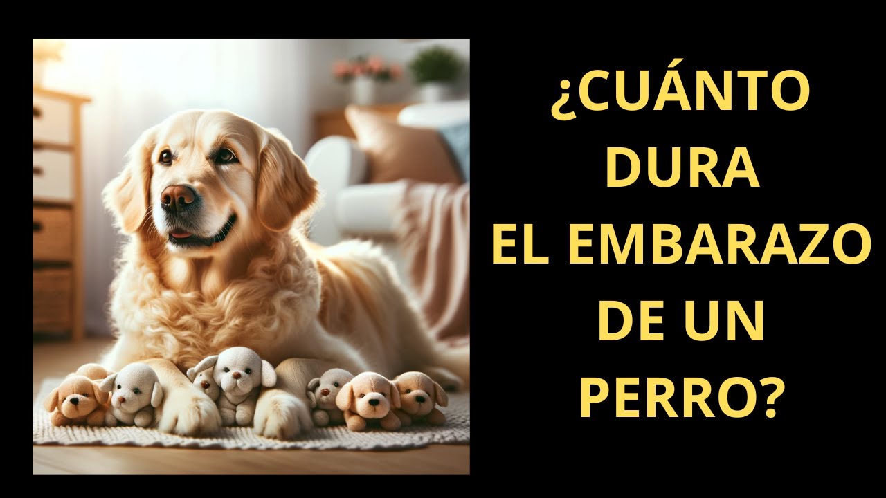 Cuanto Dura el Embarazo de Un Perro | Cuanto Tiempo dura el embarazo de ...