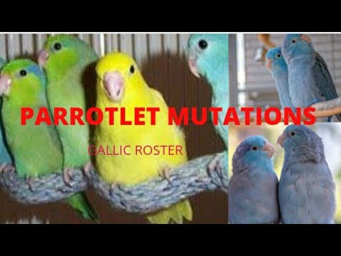 PARROTLET MUTATIONS😍😍 - YouTube