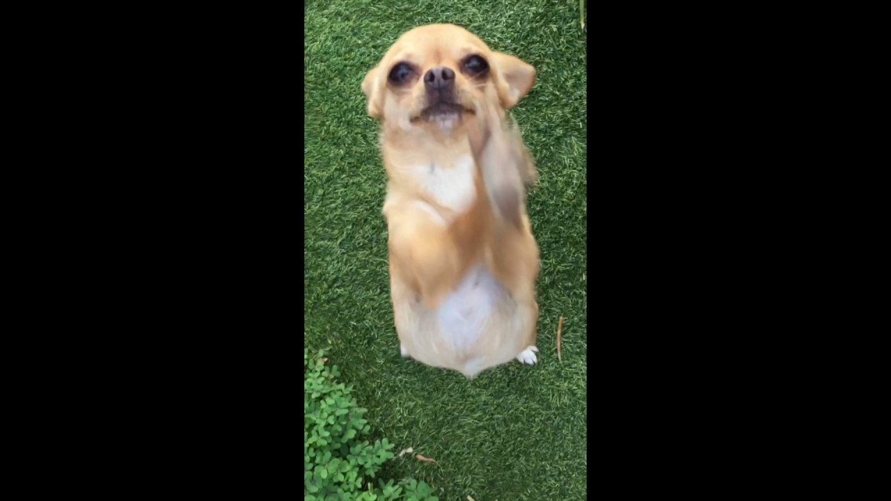 Chihuahua dancing flamenco - YouTube