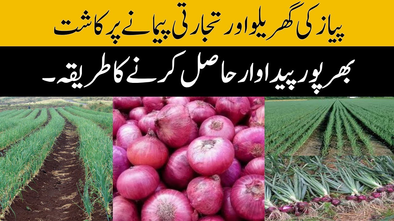 Onion cultivation on Samall Scale||Tips of onion Farming - YouTube