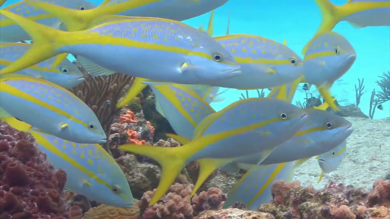 2 HOURS OF BEAUTIFUL CORAL REEF FISH, RELAXING OCEAN FISH & STUNNING ...