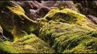 Marsh Plants