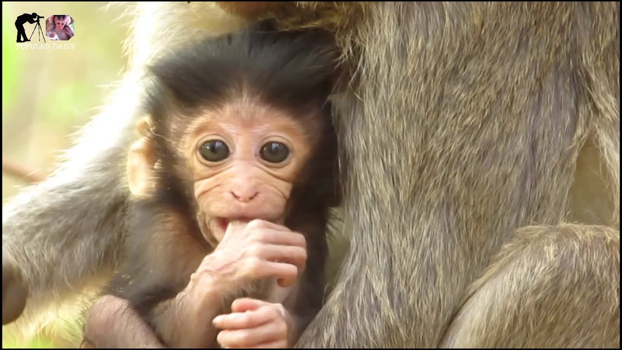 Adorable baby baba steveo and nato, action cutest baby monkey playing ...
