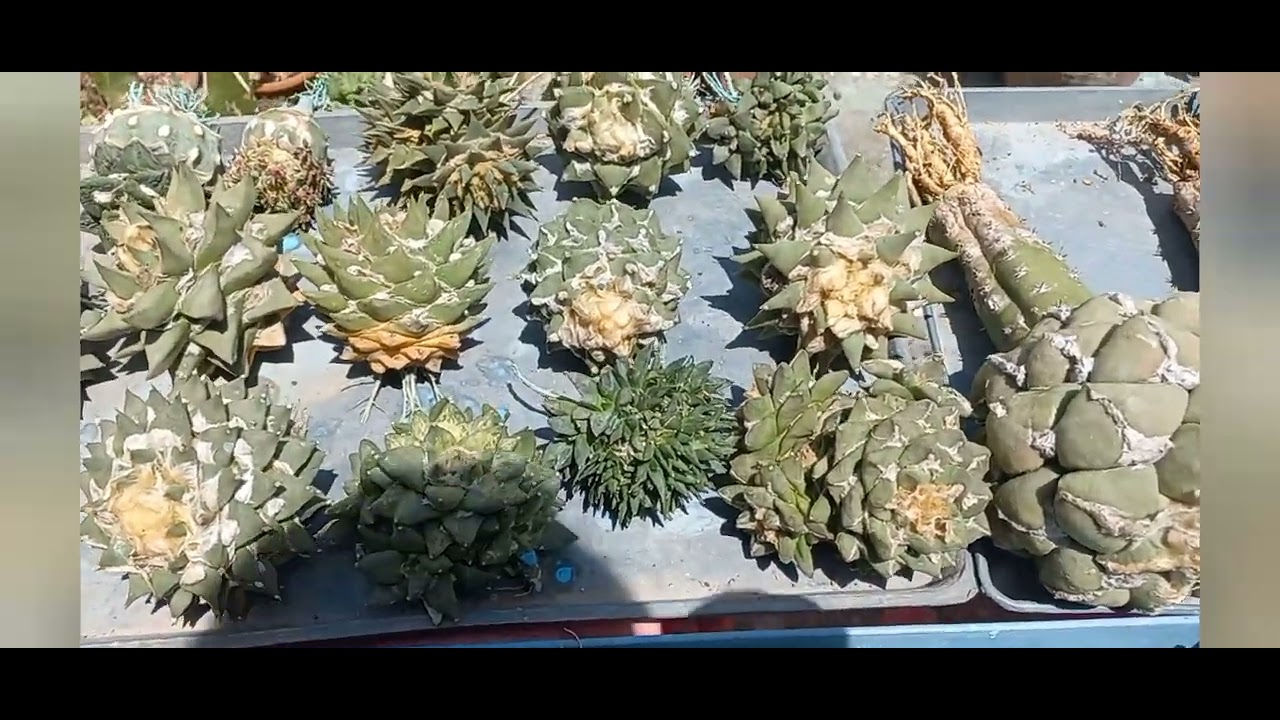 Root pruning , re-potting and other information of ariocarpus cactus ...