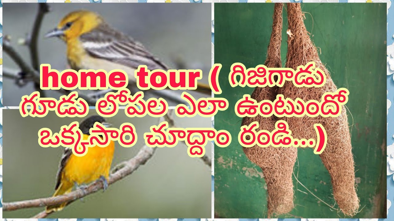 Gijigadu(baya Weaver bird) home tour || pravedhika. - YouTube