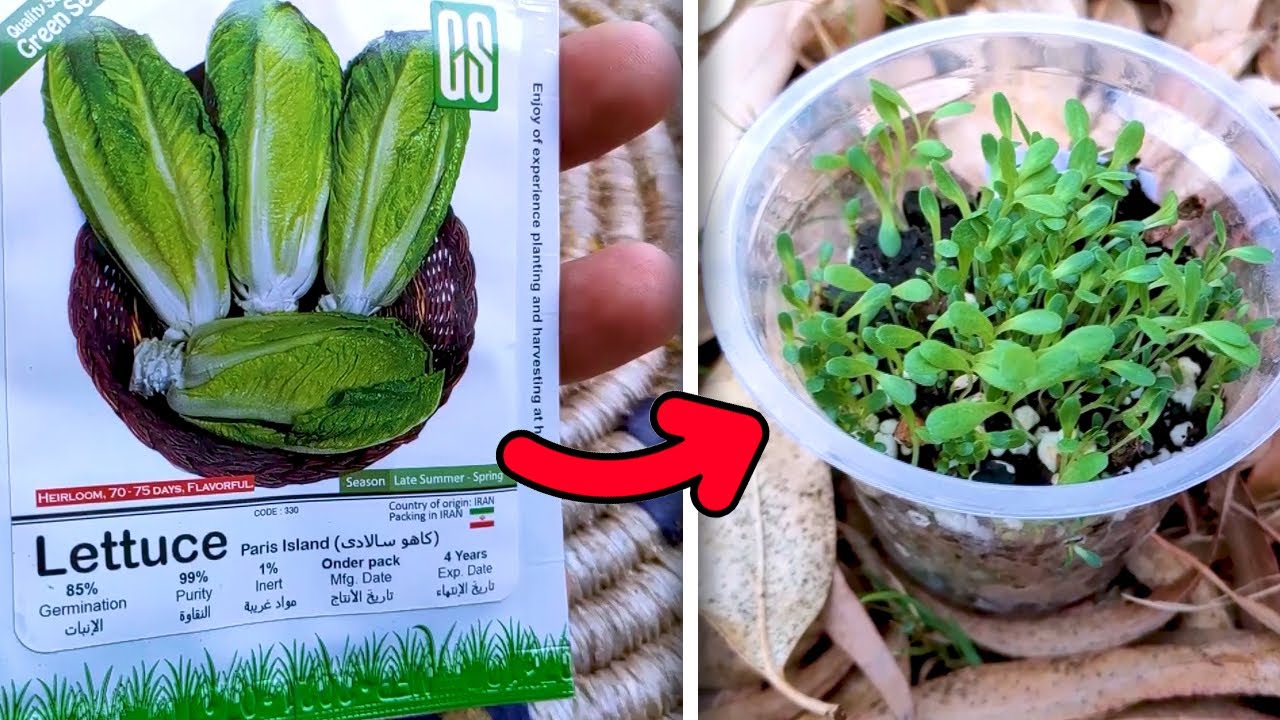 How to Plant Lettuce | A Beginner's Guide for Home Gardeners - YouTube