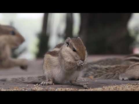 Cute Squirrel🐿 | WhatsApp Status