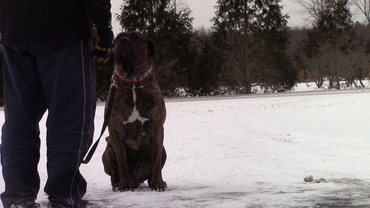 Rick Schubert of Master's Way Dog Training with a Cane Corso - YouTube
