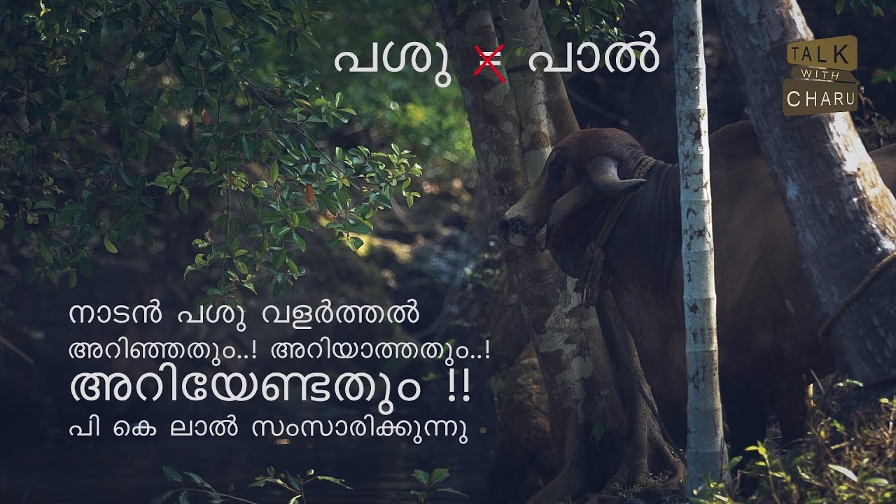 Cow Farming | നാടൻ പശു | Nadan Pasu | പശു വളർത്തൽ | Talk with Charu ...