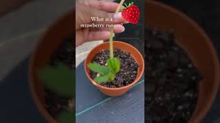 Strawberry Runners