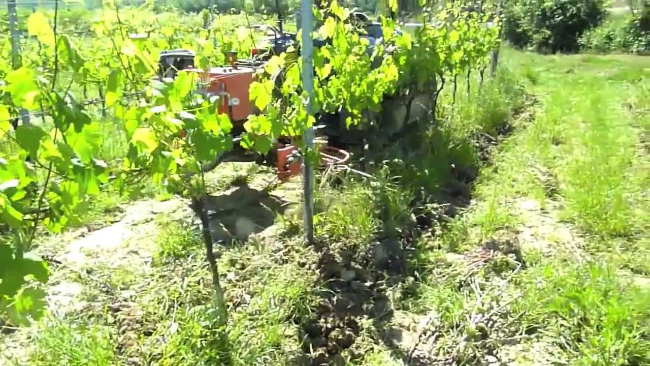 ORGANIC WEEDING IN THE FERLAINO VINEYARDS - YouTube