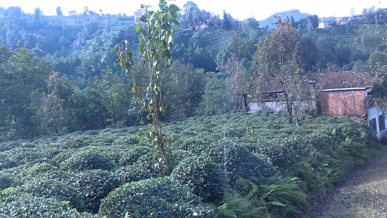 rize çayeli güzeltepe - YouTube