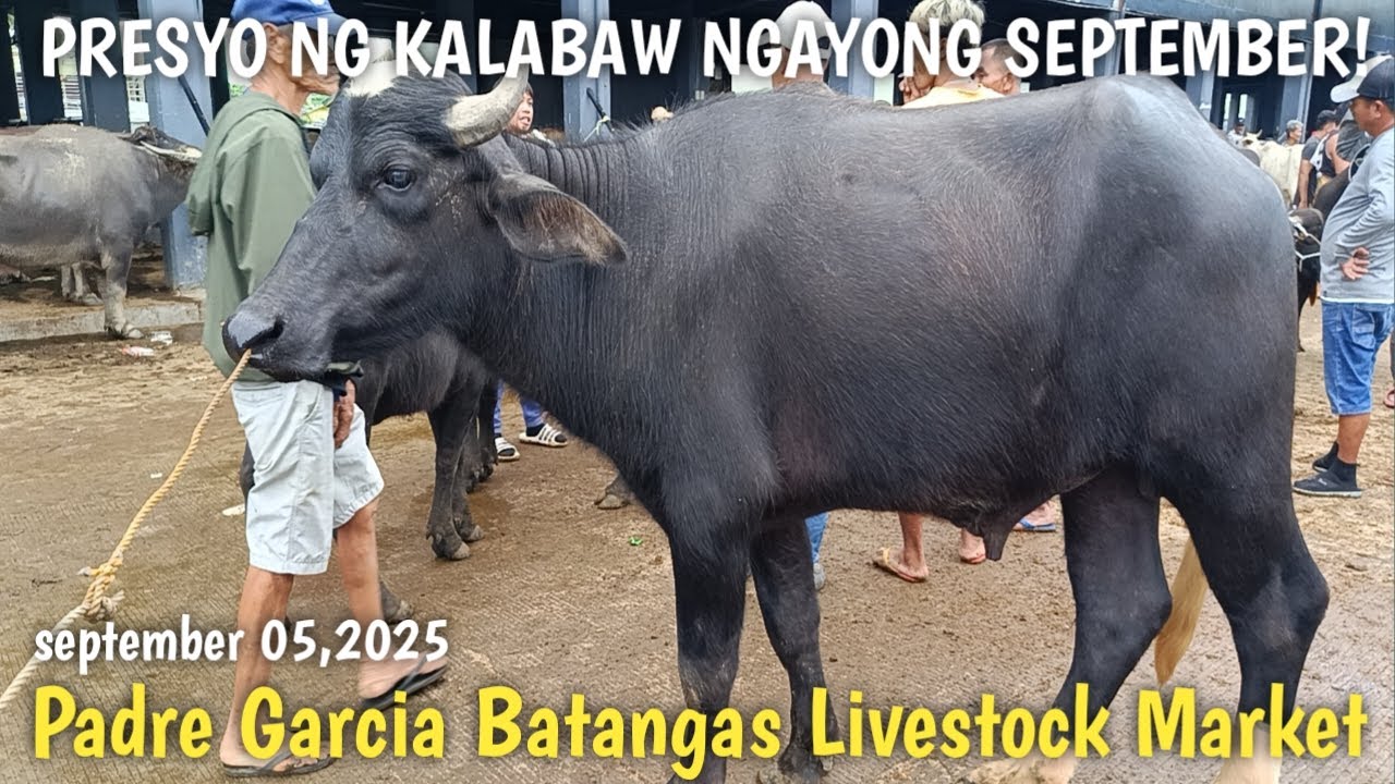 Price Update ng mga Bufalo at Kalabaw! - YouTube