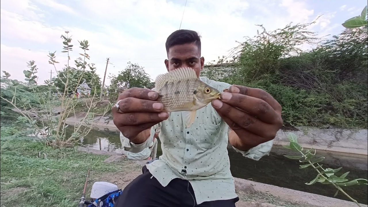 TILAPIA FISH|FISHING||MOHAMMAD AKBAR - YouTube