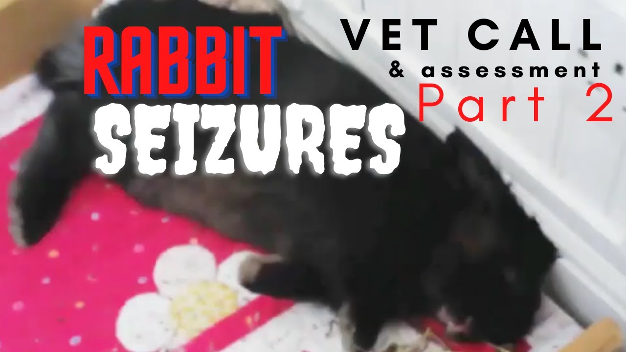 rabbit seizures treatment plan new vet part 2 conversation with vet ...