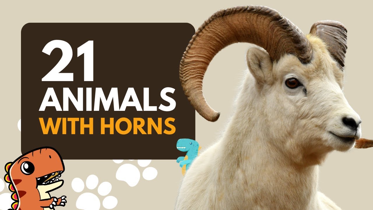 21 Animals with Horns for Kids to Learn - Educational Video - YouTube
