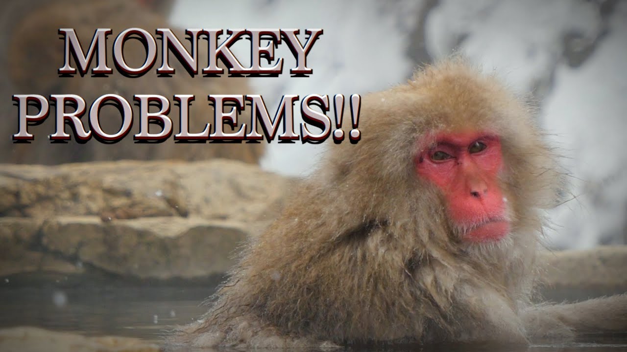 Monkey Problems!! 😂😂 - YouTube