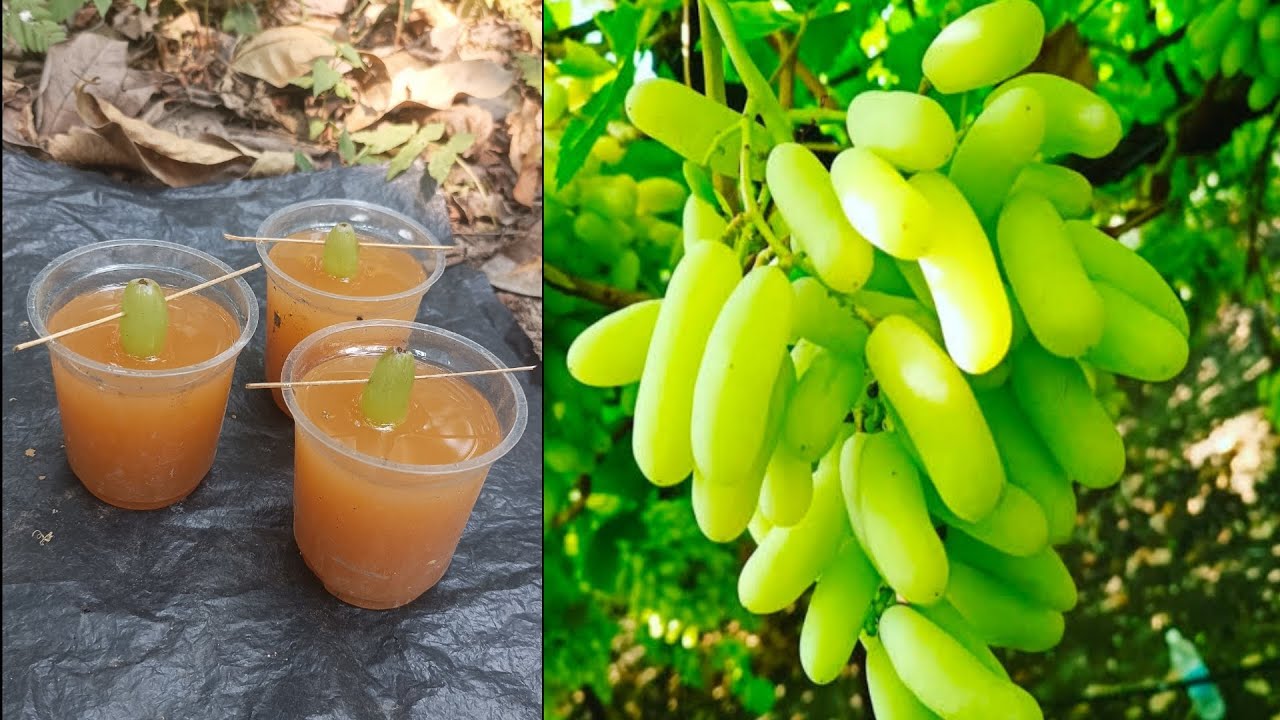 Simple method propagate grape tree with mango juice, growing grape tree ...