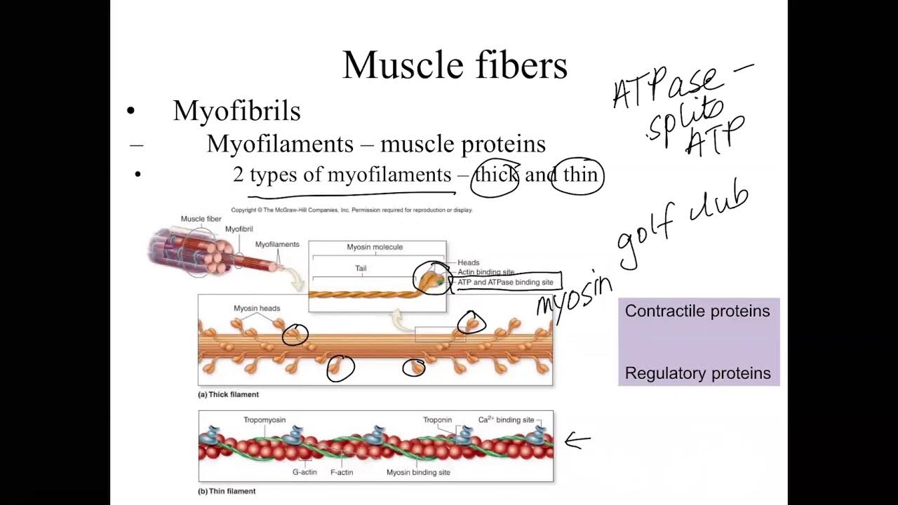 A & P Muscle Lecture - YouTube