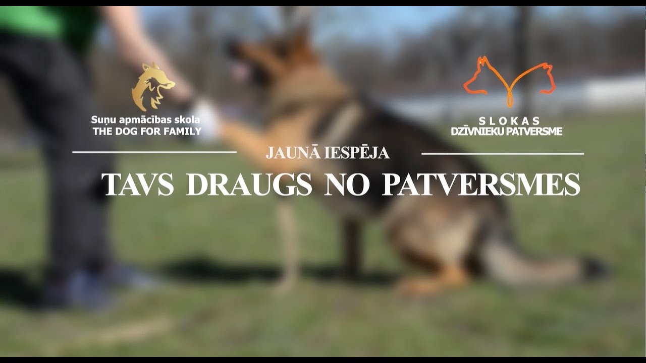 Padomi pirmajam kontaktam ar patversmes suni - YouTube