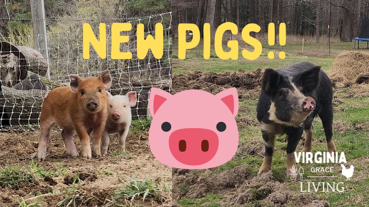 New Pigs on the Farm! - YouTube