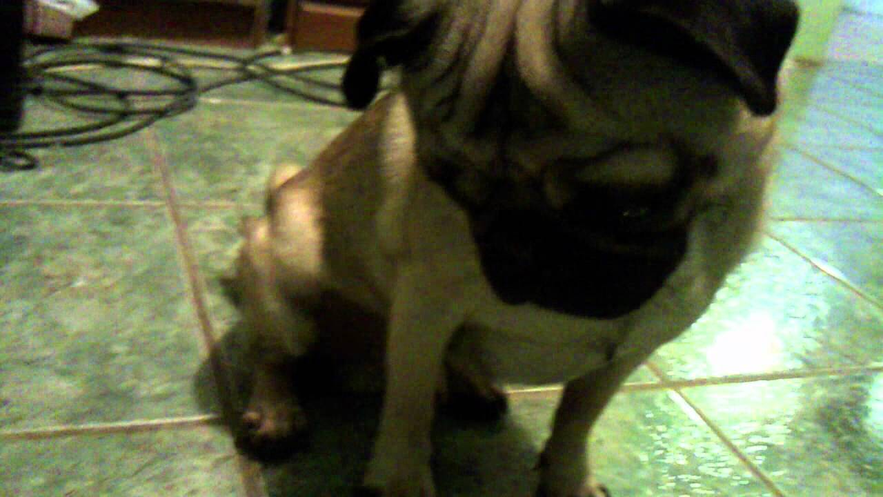 Pug - YouTube