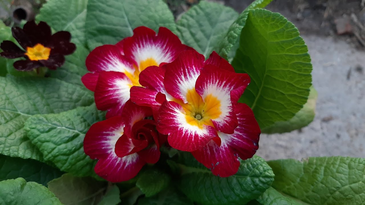 Cuidados de la Prímula acaulis / Primavera / Oreja de oso / Prímula ...