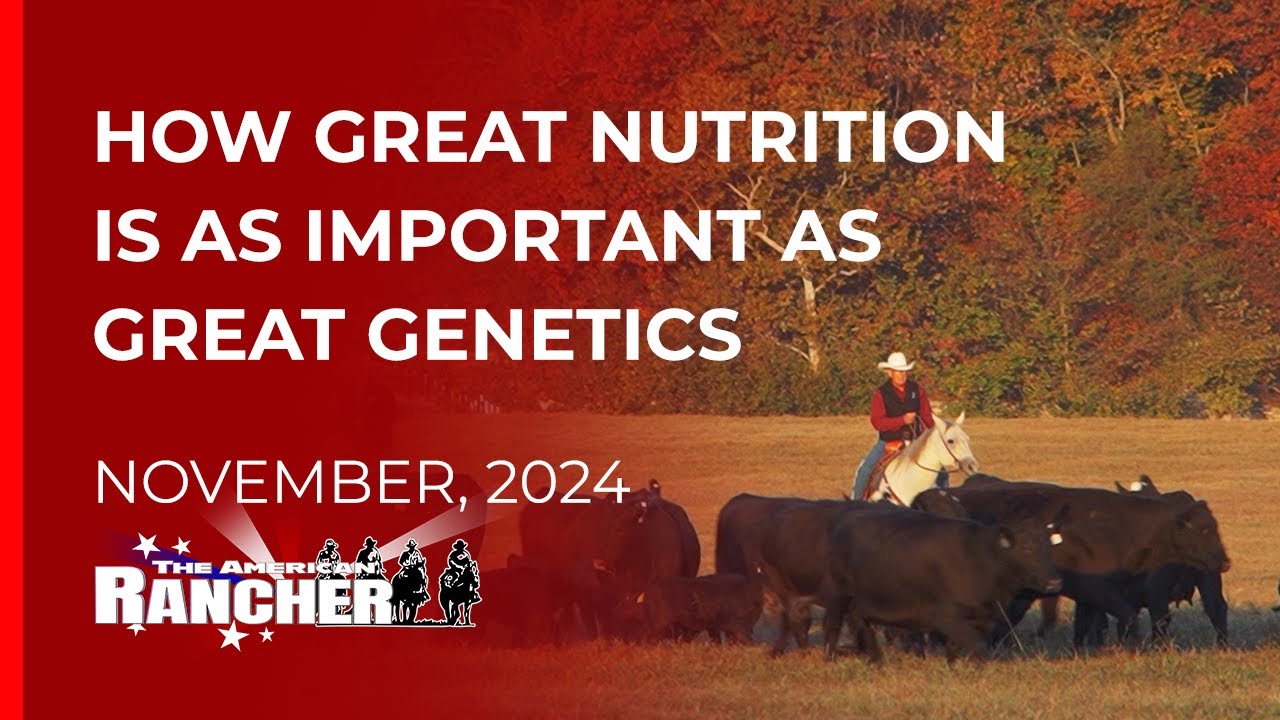 American Rancher – Superior Livestock Auction