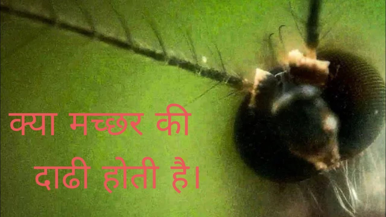 Does mosquito have beard??? Make any smartphone a 1000x microscope ...