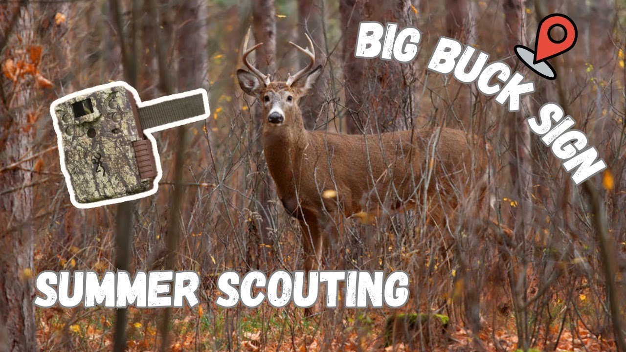 DEER SCOUTING - Big Buck Sign! - YouTube