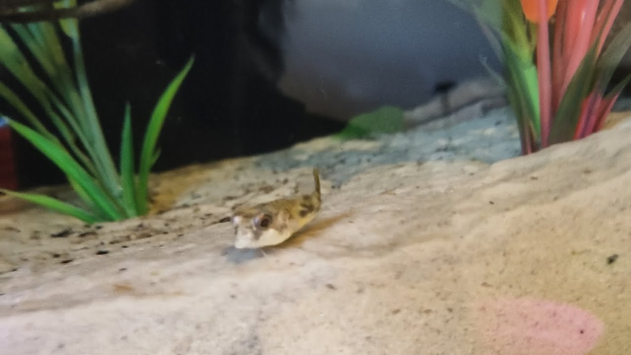 Opening up my package from Aquarists Across Canada. Fahaka Puffer baby ...