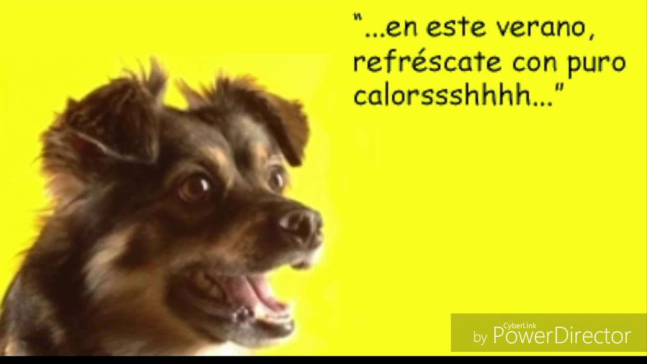 Spike para un final-Fallece(Muere) perrito de lipigas-Angel para un ...