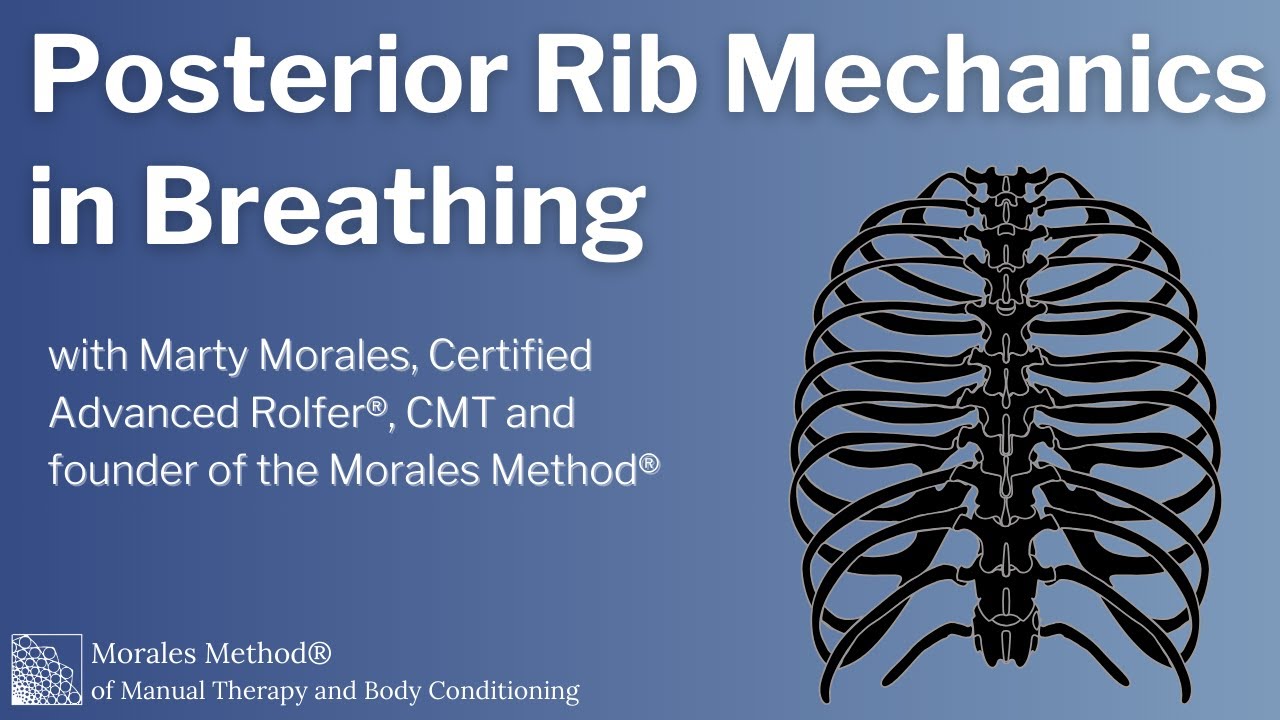 Posterior Rib Mechanics in Breathing - YouTube