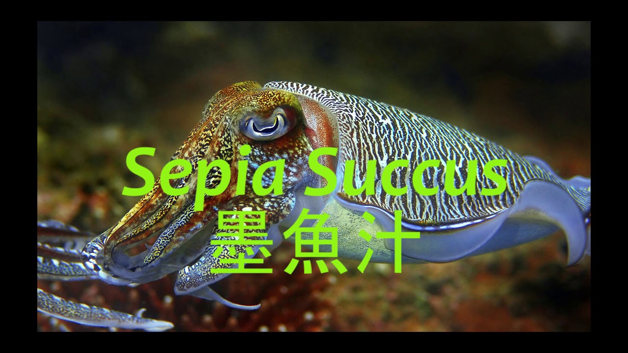 《靈丹妙藥的同類療法》- EP024 - 墨魚汁 Sepia Succus - YouTube