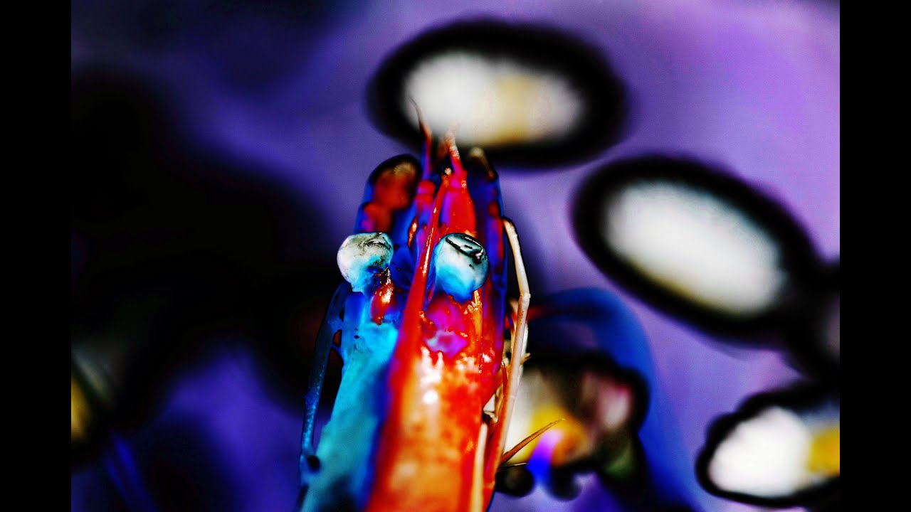 Scary Shrimp - YouTube