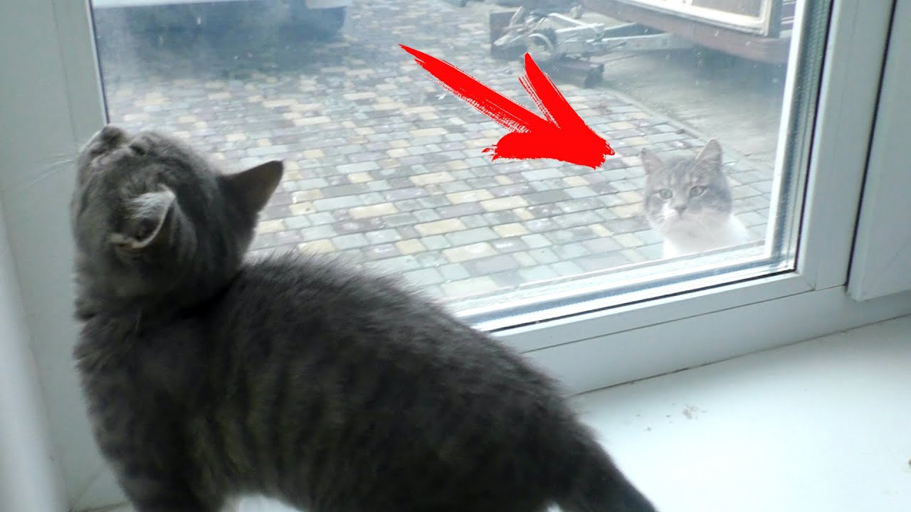 A street cat with horror watches the window for the pranks of a ...