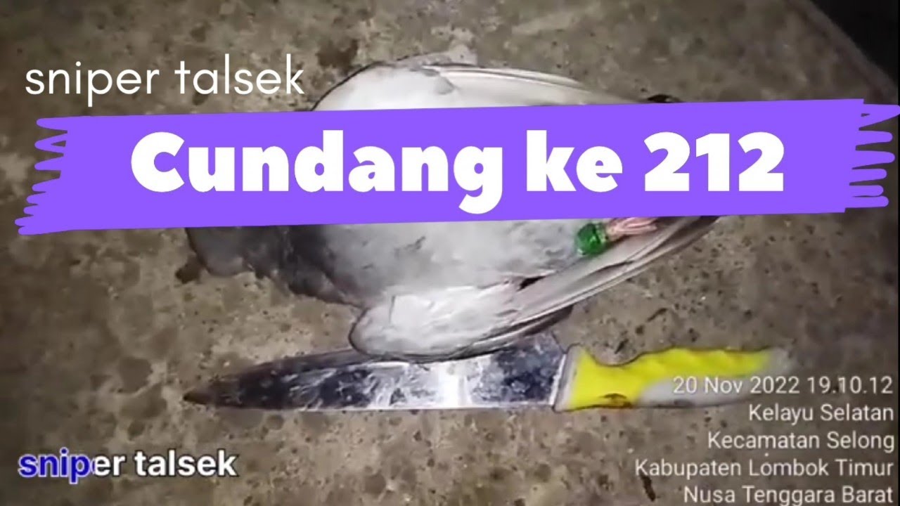BANDANGAN MERPATI GETAKAN LOMBOK KE 212 - YouTube