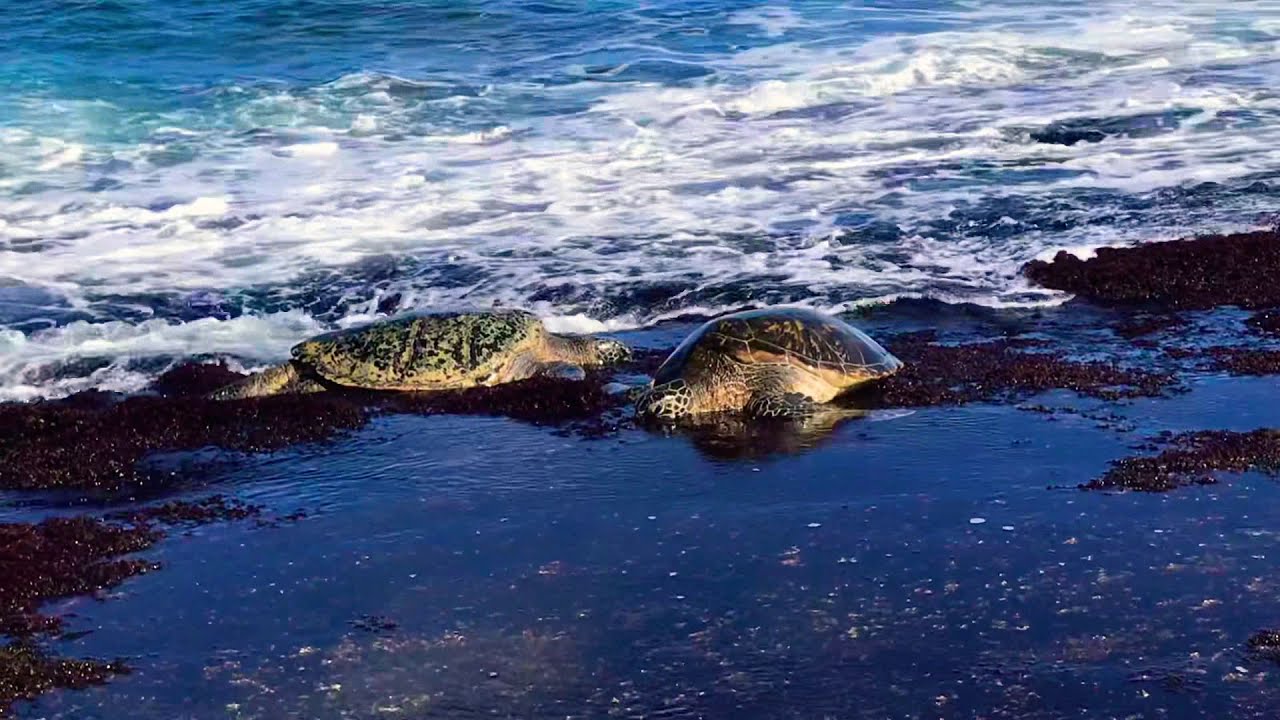 Honu Honu’ea (green sea turtles) - YouTube