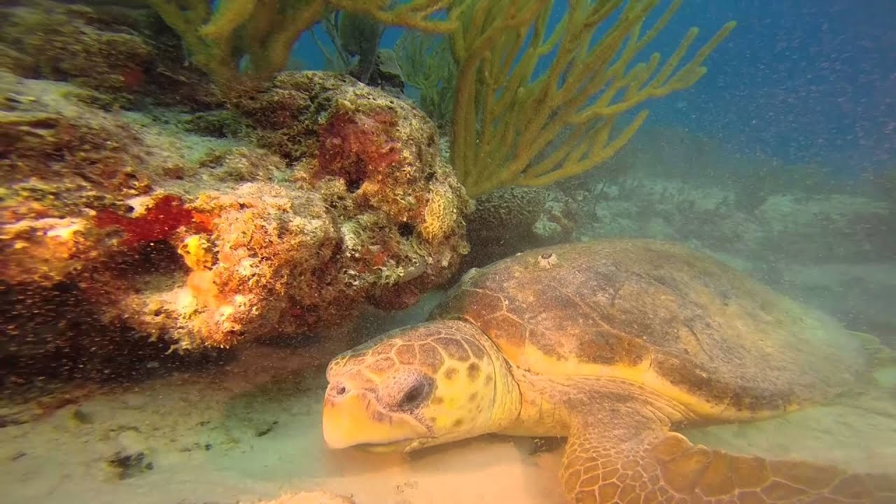 Loggerhead Turtle Scratching Its Shell - YouTube