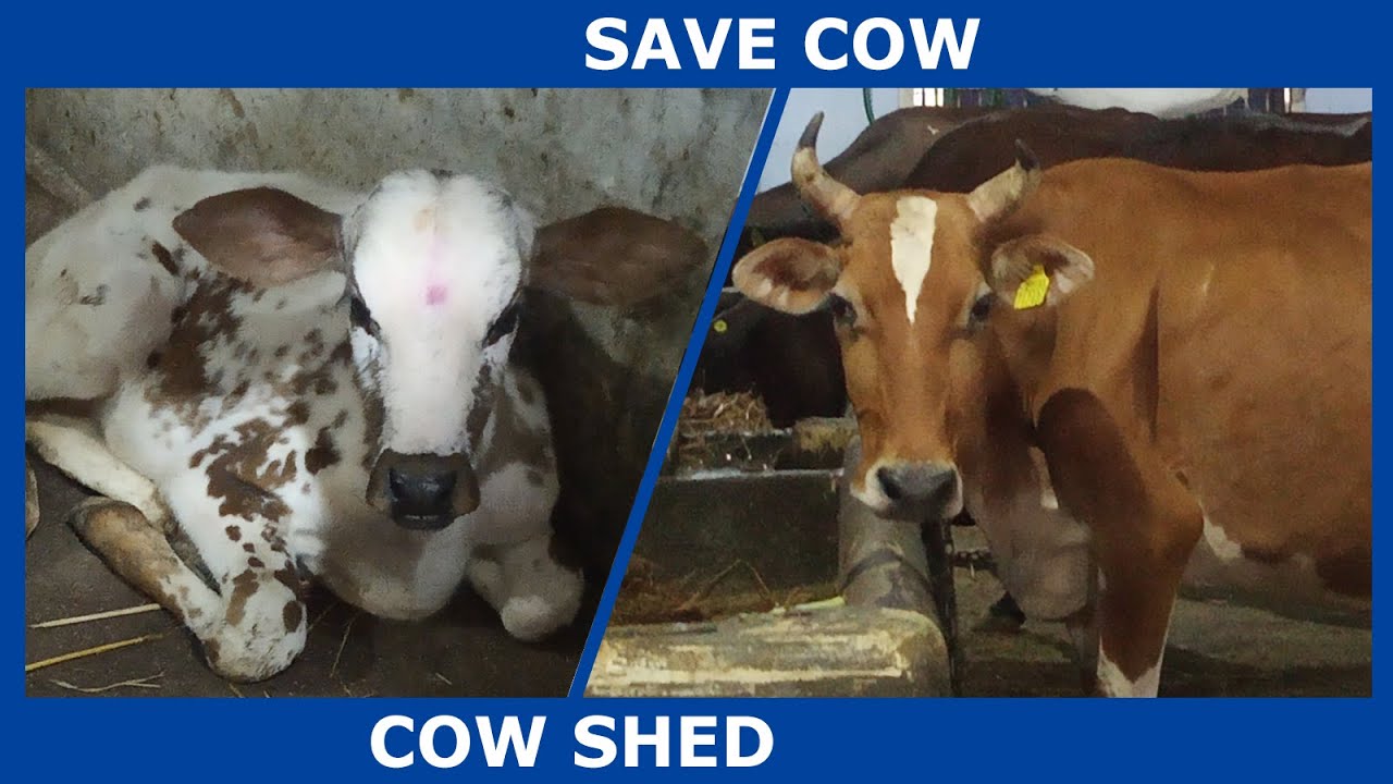 save cow || gaushala || make cow shed - YouTube